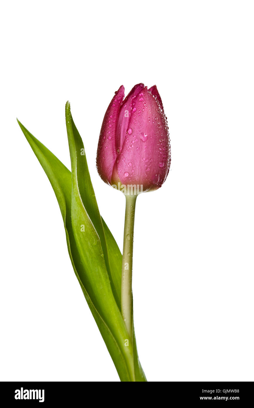 isolated spring purple Stock Photo - Alamy