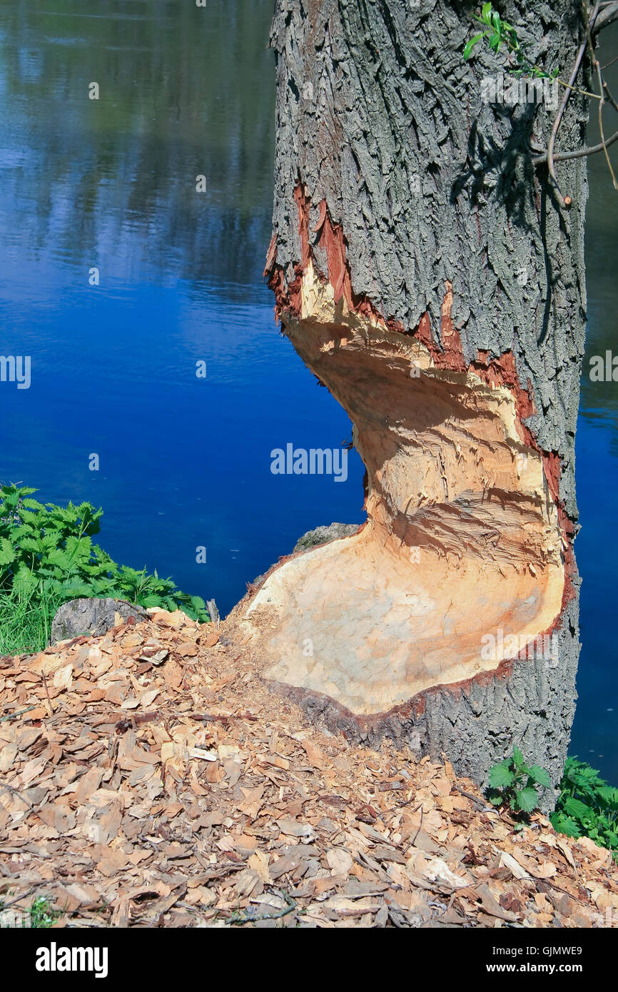 Wood river bank hi-res stock photography and images - Alamy