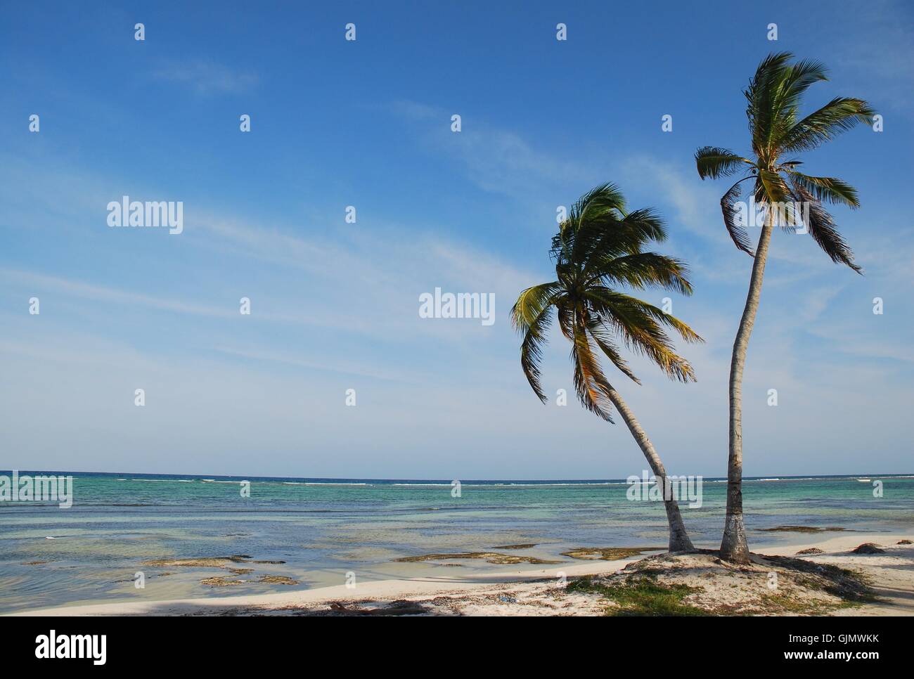 tree beach seaside Stock Photo - Alamy