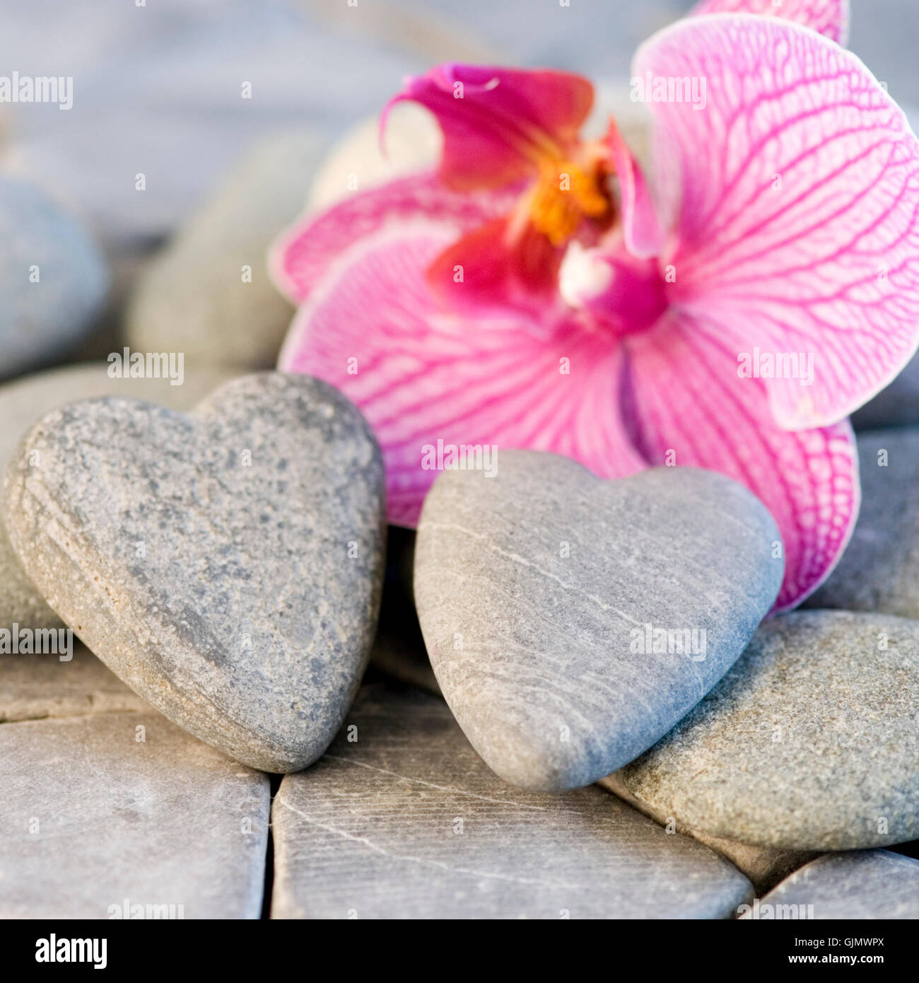 stone flower plant Stock Photo - Alamy