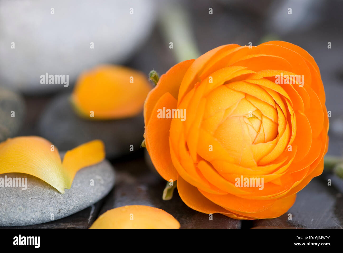 stone flower plant Stock Photo - Alamy