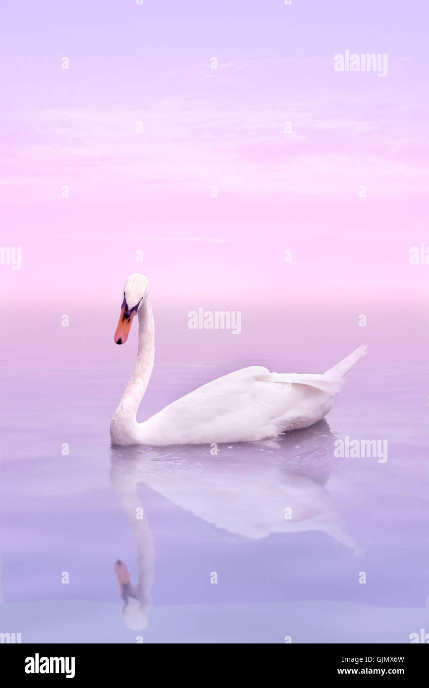 Rose bird hi-res stock photography and images - Alamy