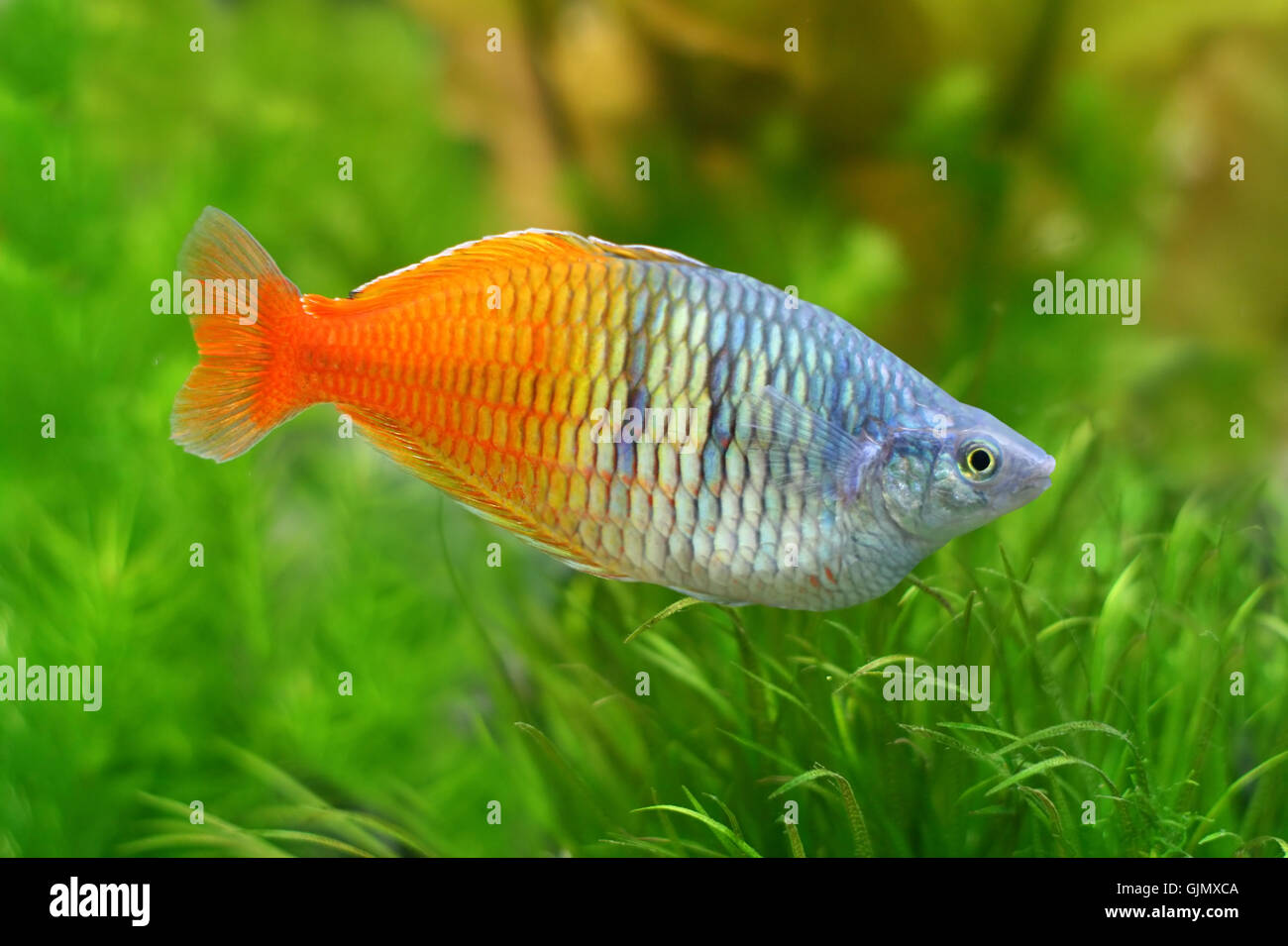 Regenbogenfisch hi-res stock photography and images - Alamy