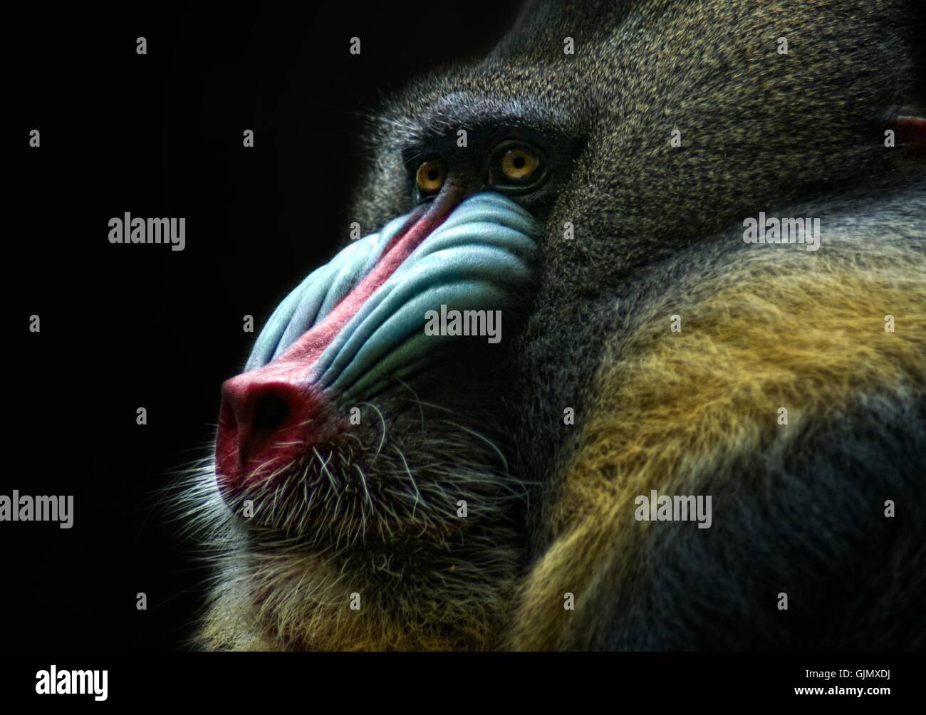africa face monkey Stock Photo - Alamy