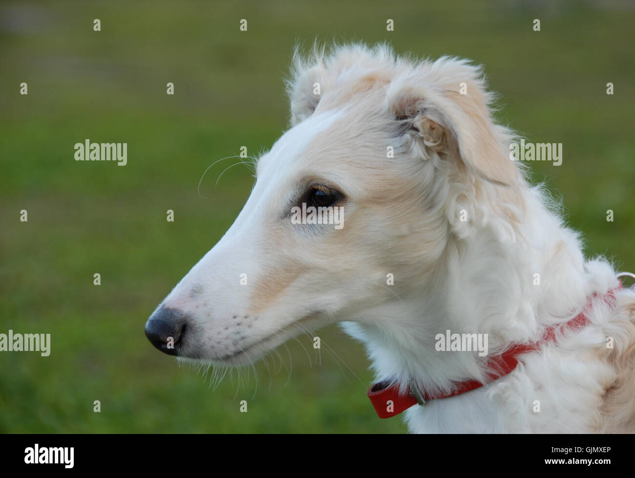 Portrait pet greyhound hi-res stock photography and images - Alamy