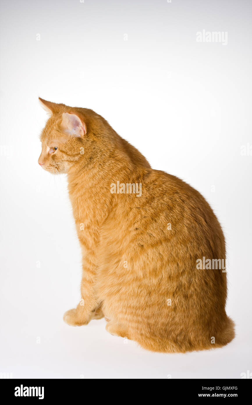 small cat isolated on white background Stock Photo - Alamy
