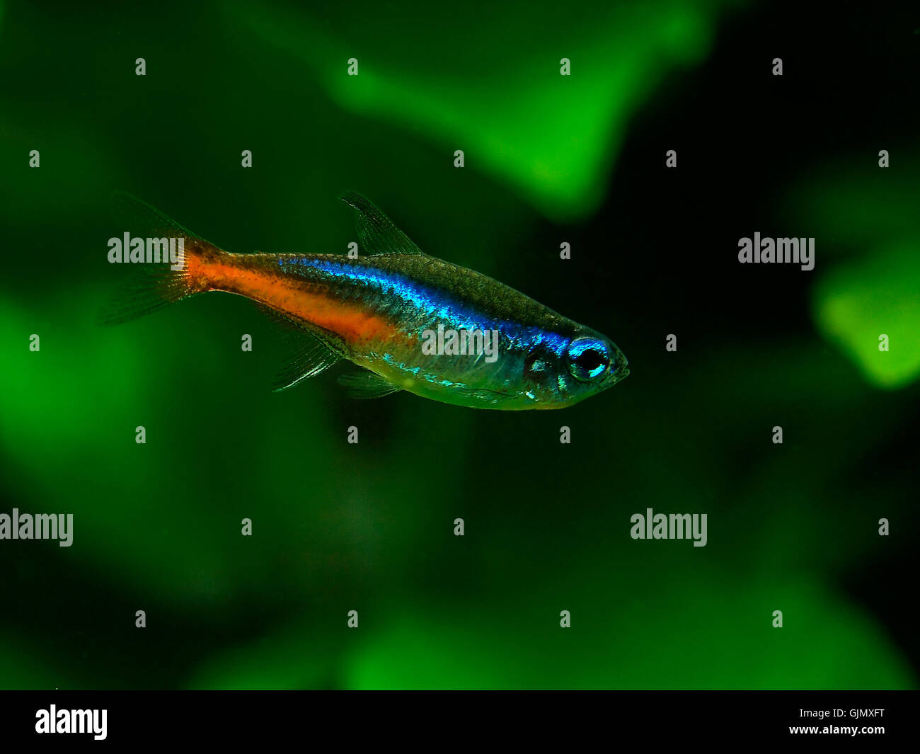 Neon salmler hi-res stock photography and images - Alamy