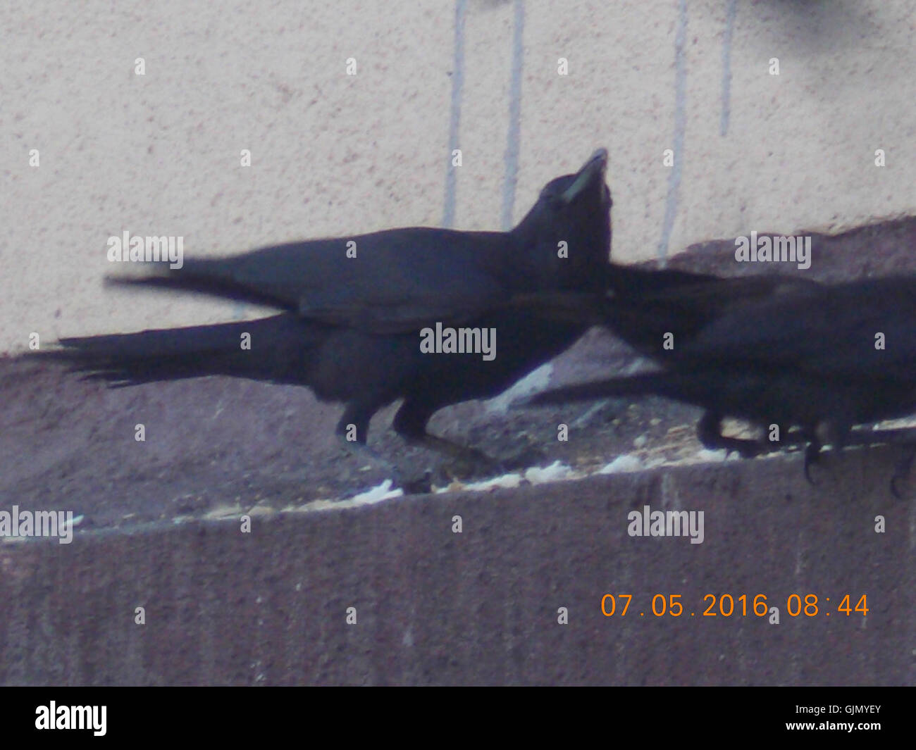 Urban corvid species hi-res stock photography and images - Alamy