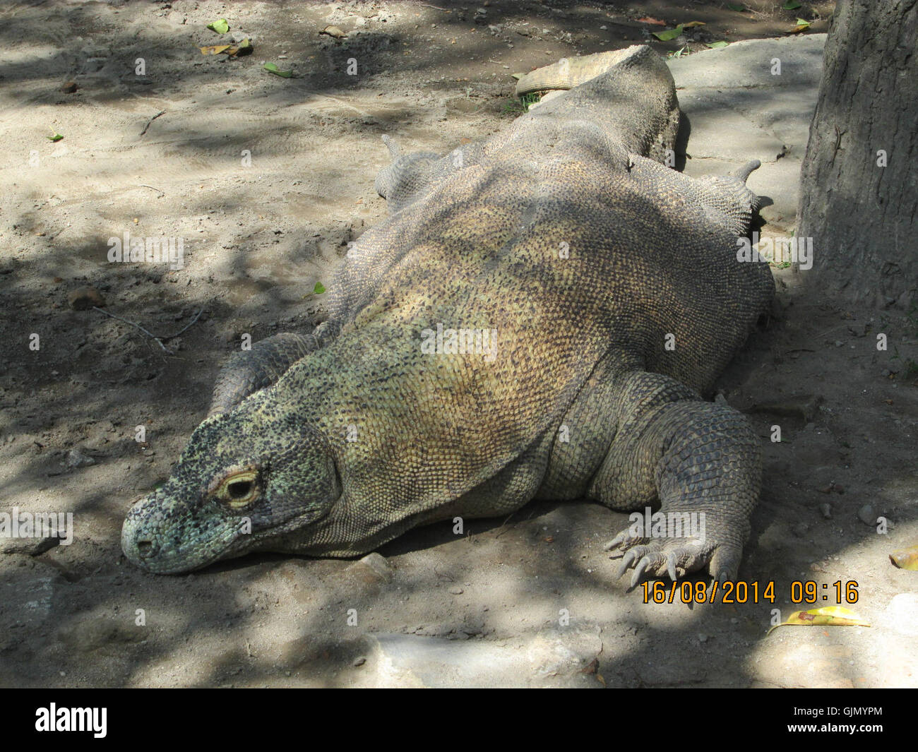 This image shows a Komodo Dragon, a species native to Indonesia, housed ...