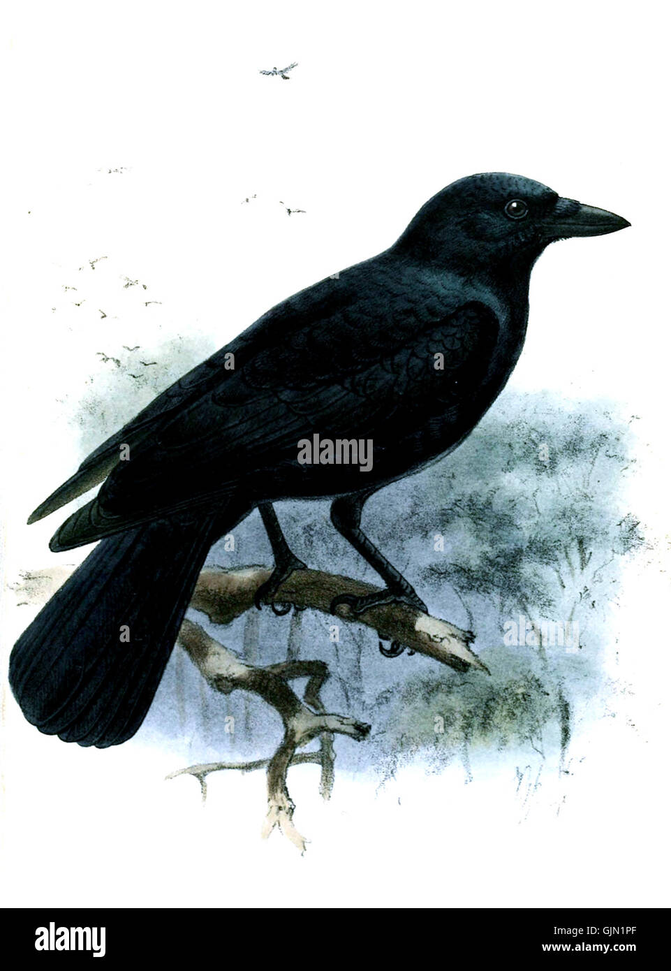'Corvus moneduloides Keulemans' refers to an illustration of the Fiji ...