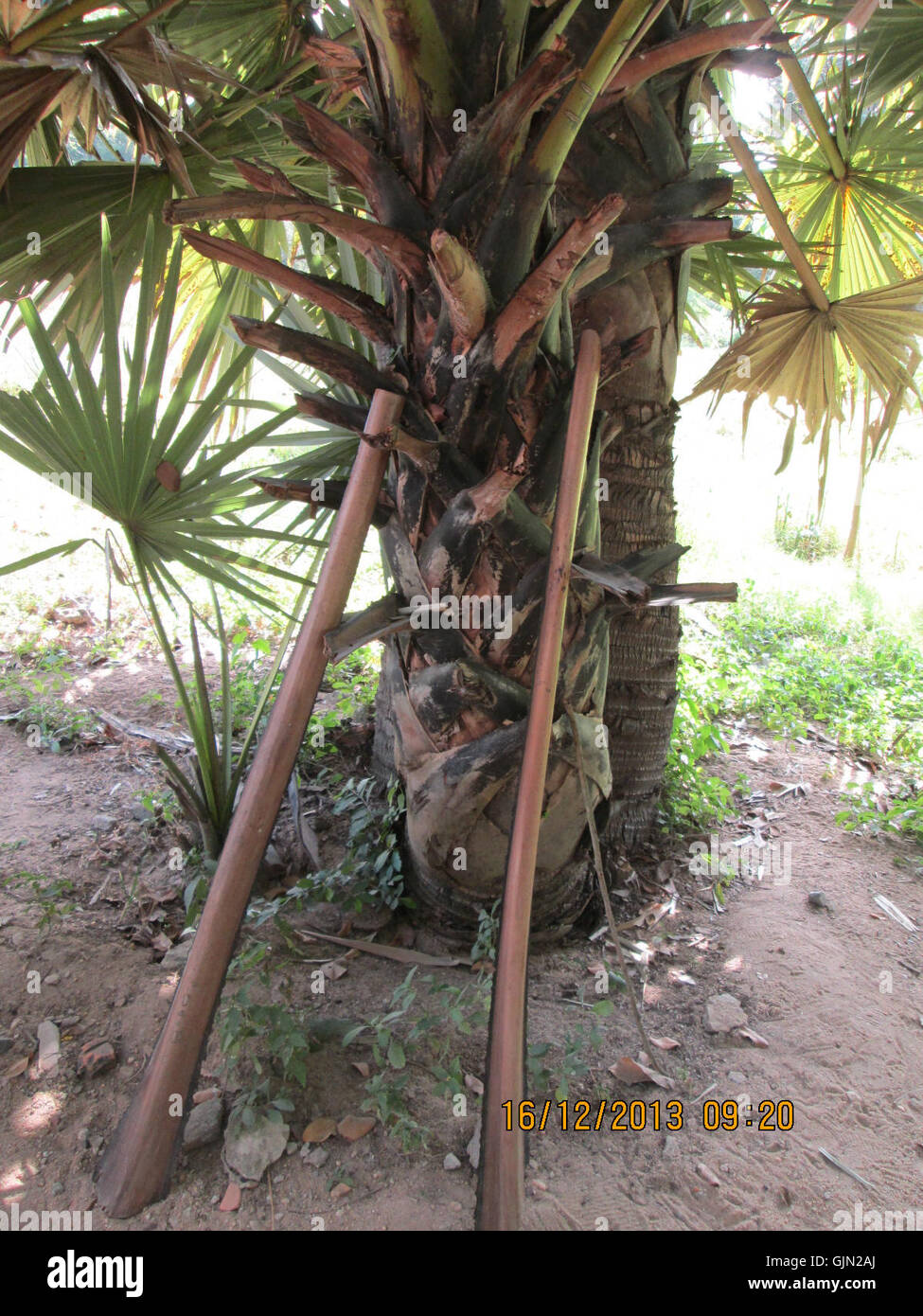 A historical representation of palm tree branches being used as ...