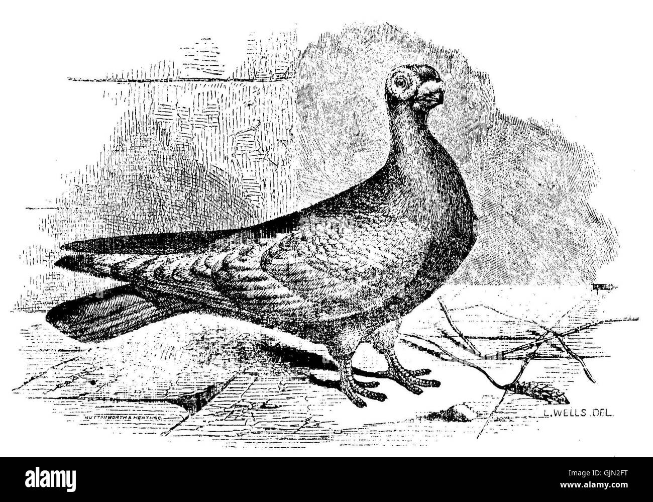 Model likely Cut Out Stock Images & Pictures - Alamy