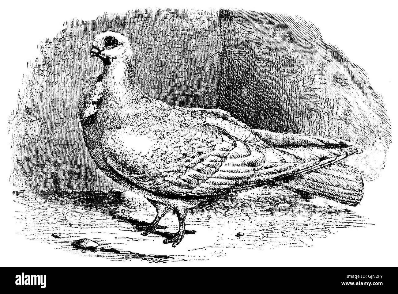 The 'Darwin Domestic 122' refers to a model or series of objects, most ...