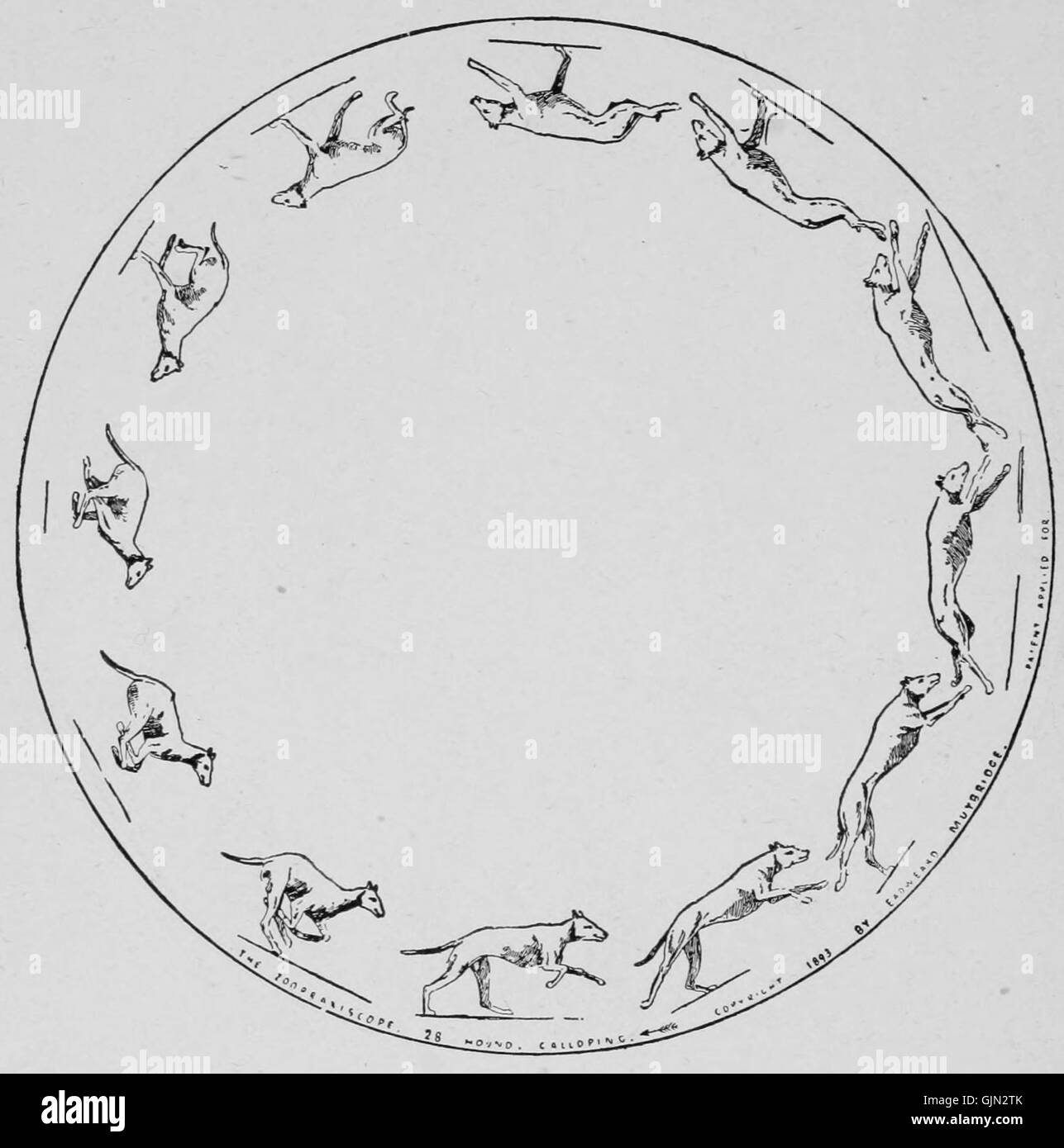 Descriptive Zoopraxography Greyhound Galloping Stock Photo - Alamy