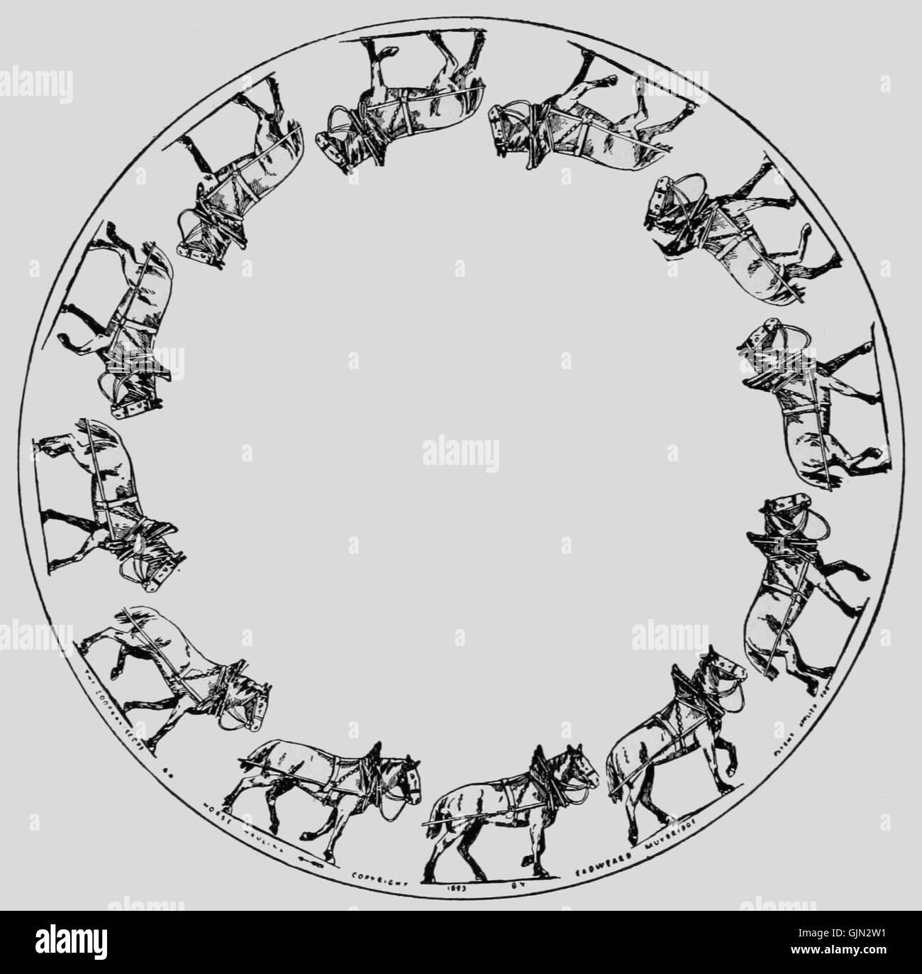 Descriptive Zoopraxography Horse Hauling Stock Photo - Alamy