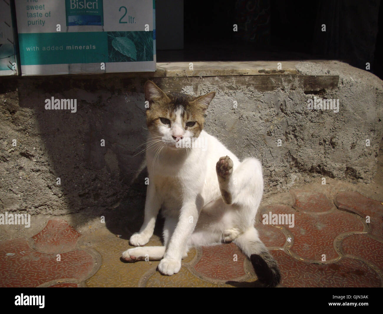 This image features 'Radhe,' a pet cat known for its presence in the ...