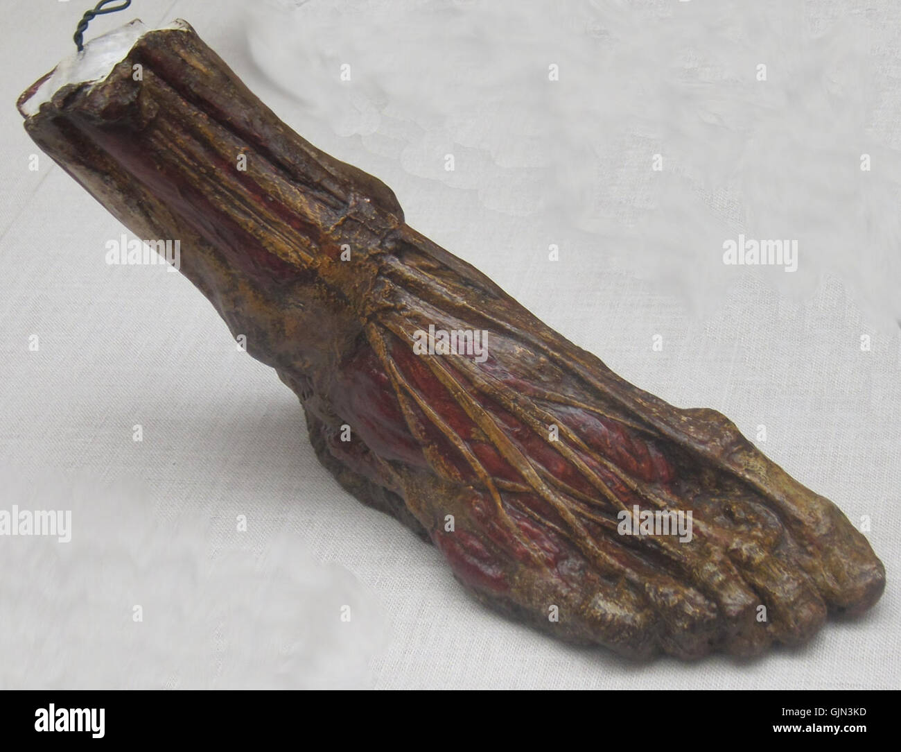 'Right Foot' is a study by American artist Thomas Eakins, focusing on ...