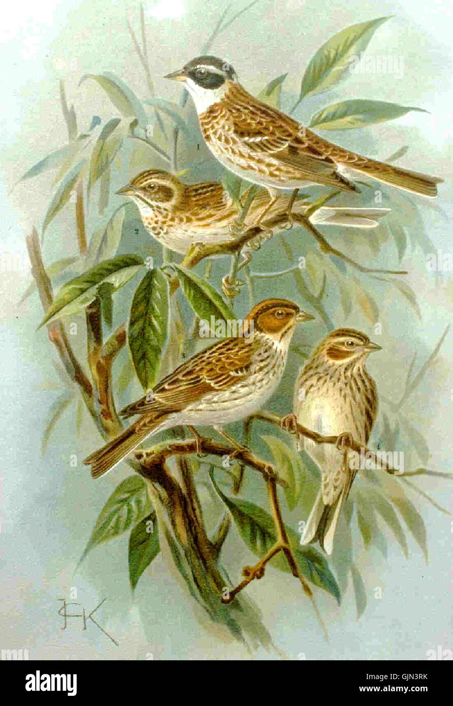 Emberiza rustica, known as the rustic bunting, is a species of bird ...