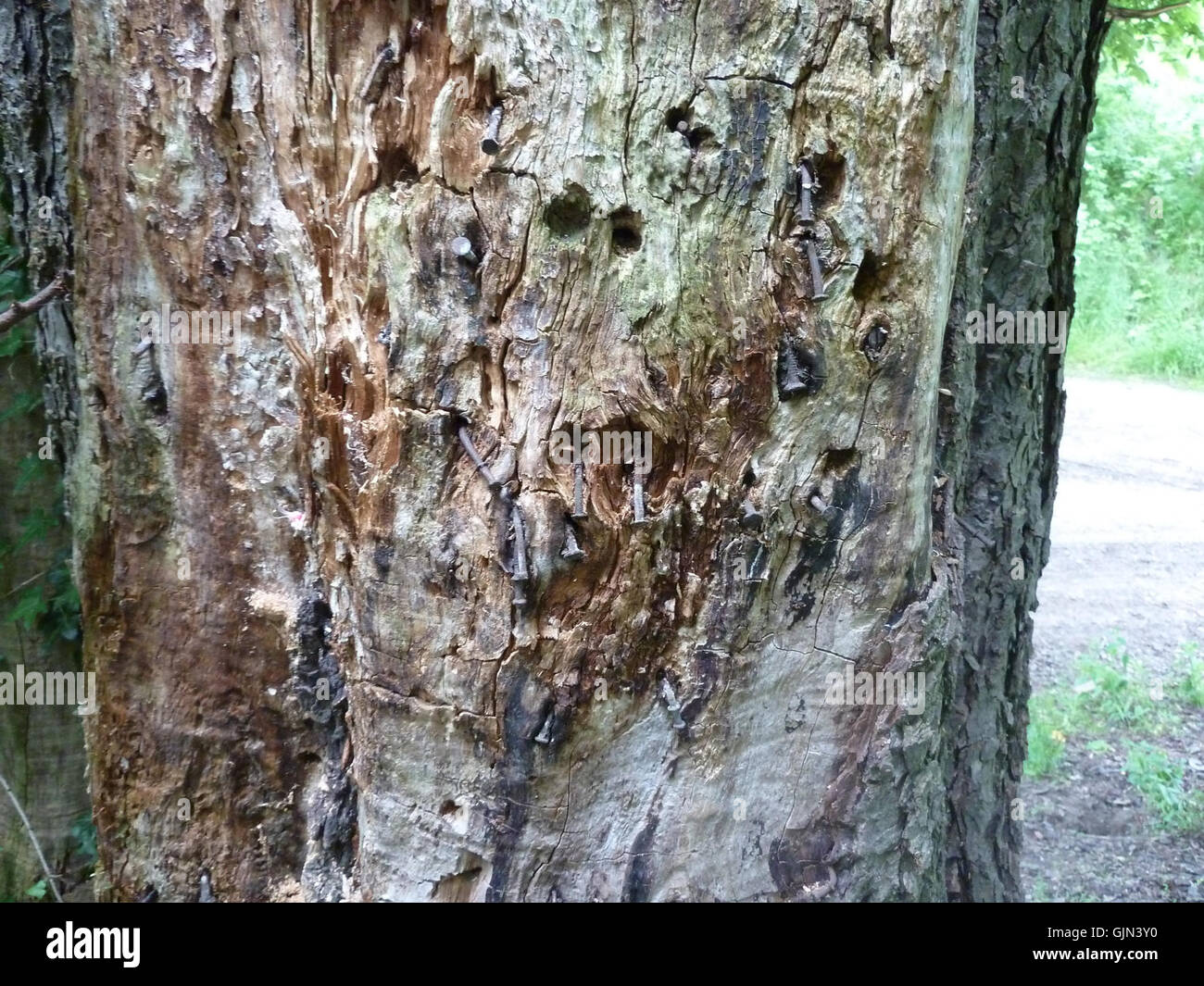 This likely refers to a specific image or artwork of a tree in ...