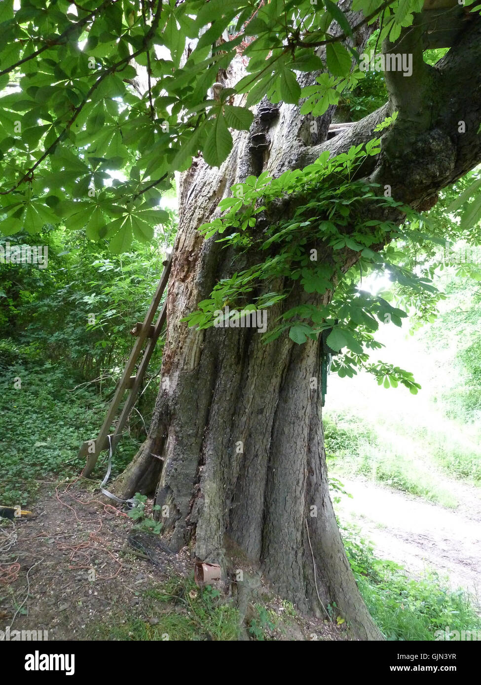This refers to the 'Nagelboom' (Nail Tree) in Gravenvoeren, Belgium. A ...