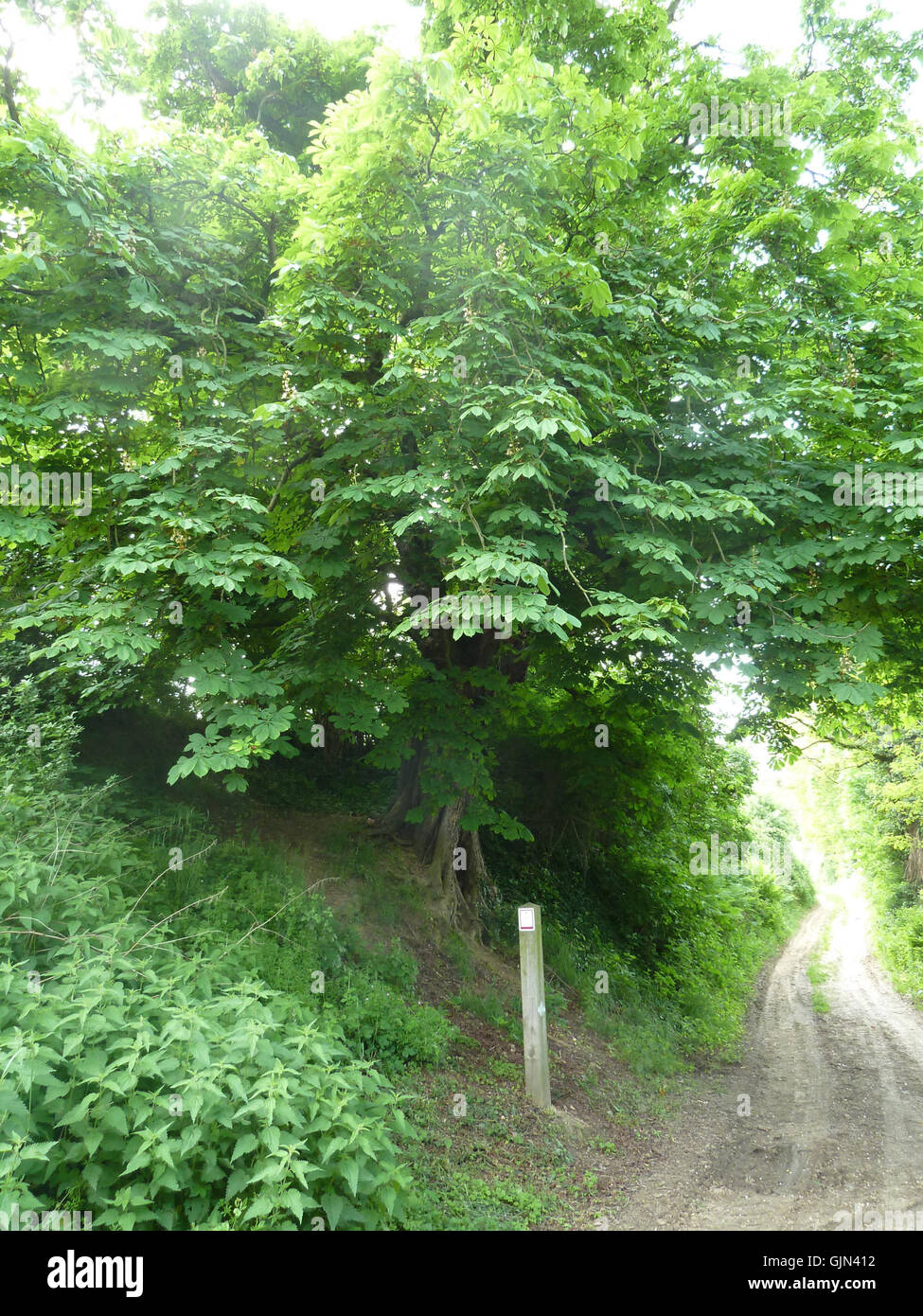 This photograph features the Nagelboom tree in Gravenvoeren, Belgium ...