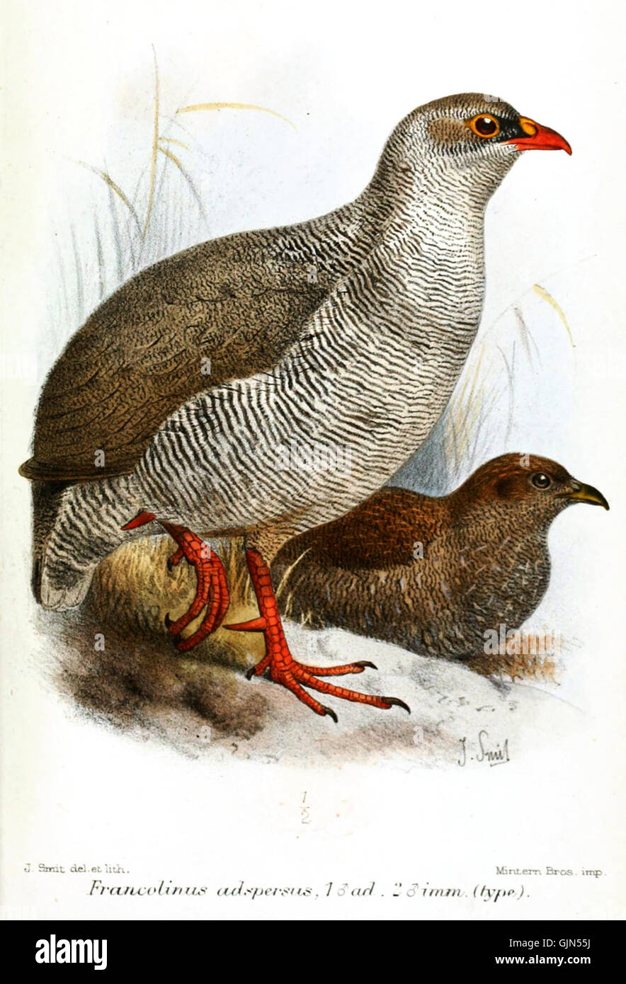 A scientific illustration or study of the bird species Francolinus ...