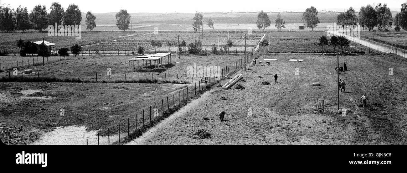 A photograph of the Government Stud Farm in Acre, Israel, taken on ...