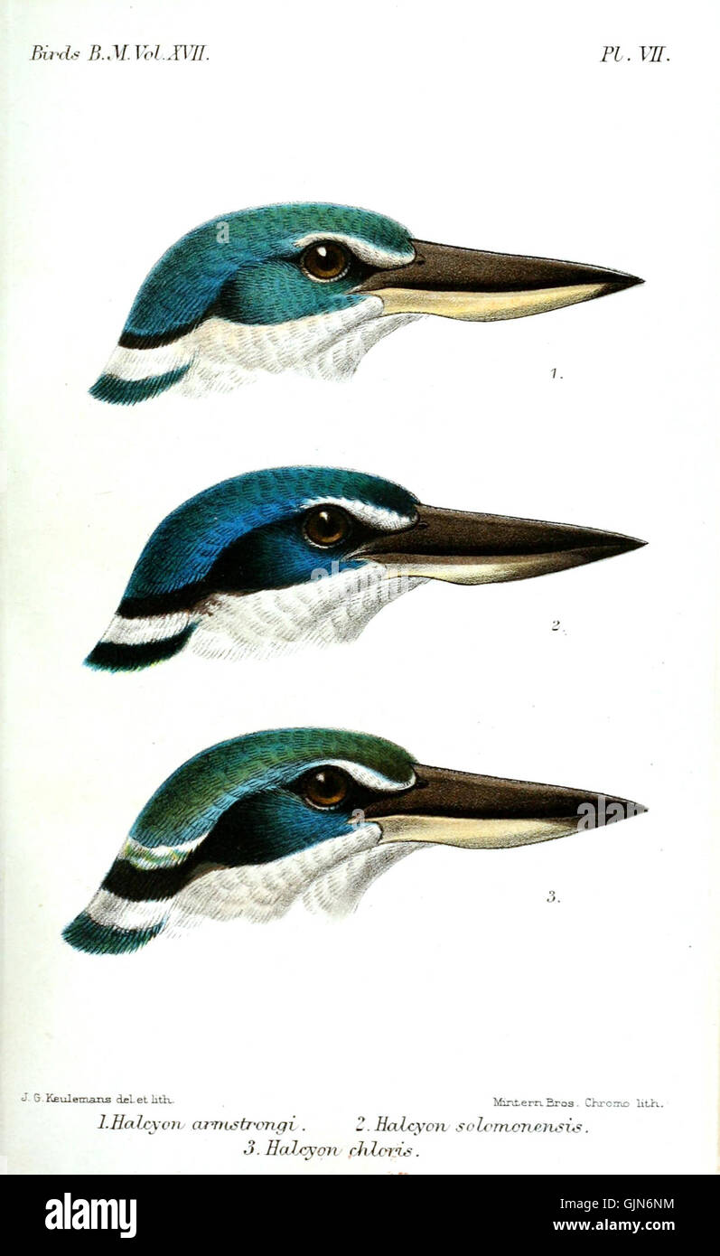 An illustration by Keulemans, depicting the Halcyon bird species. The ...