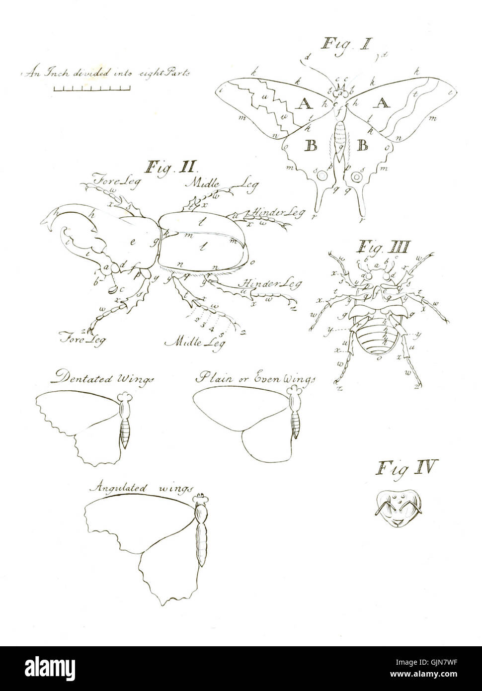 This work, *Illustrations of Exotic Entomology*, includes detailed ...
