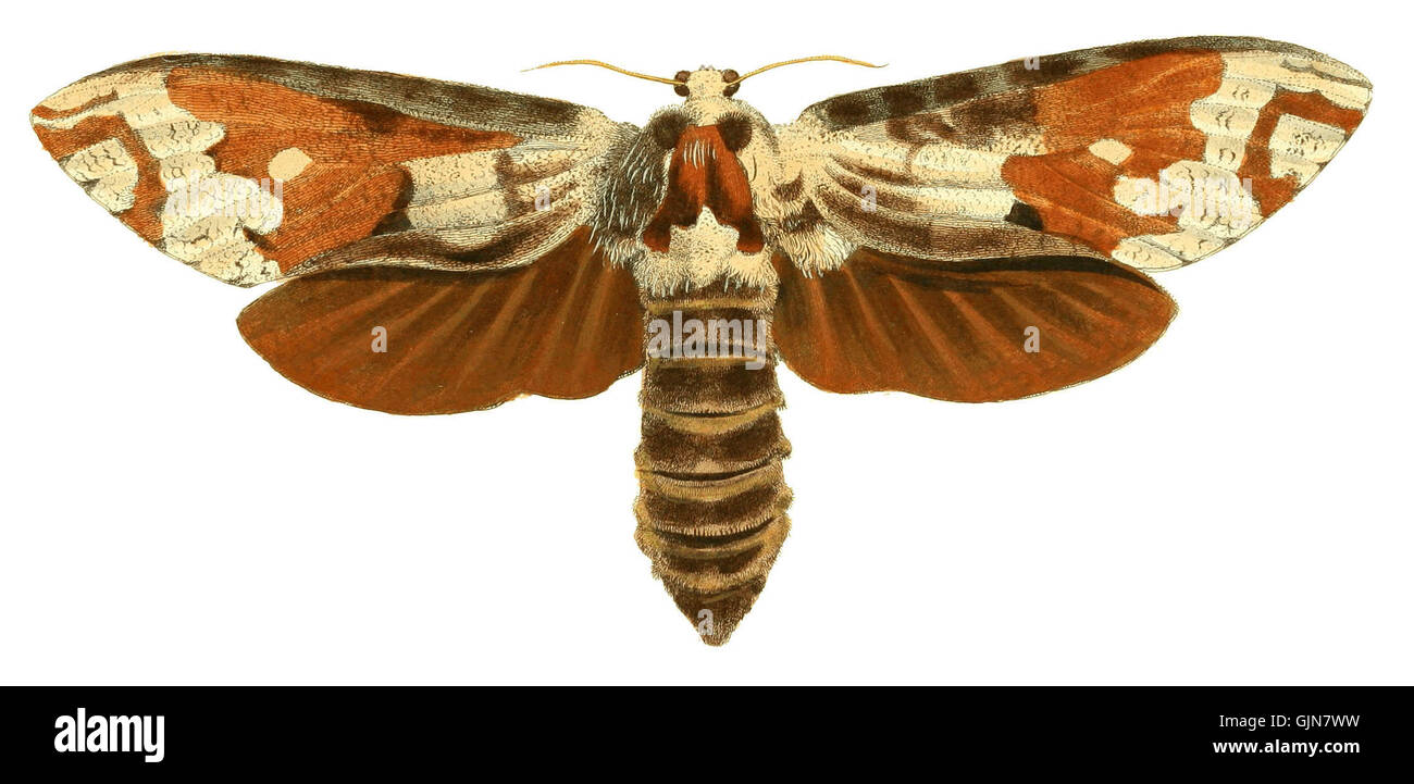 Hepialus crassus hi-res stock photography and images - Alamy