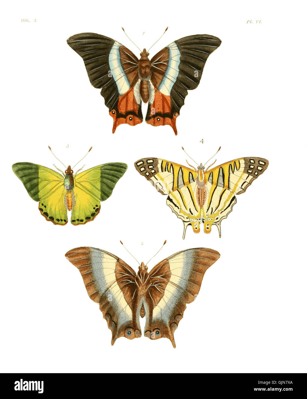 This illustration from the 'Exotic Entomology' series features a ...