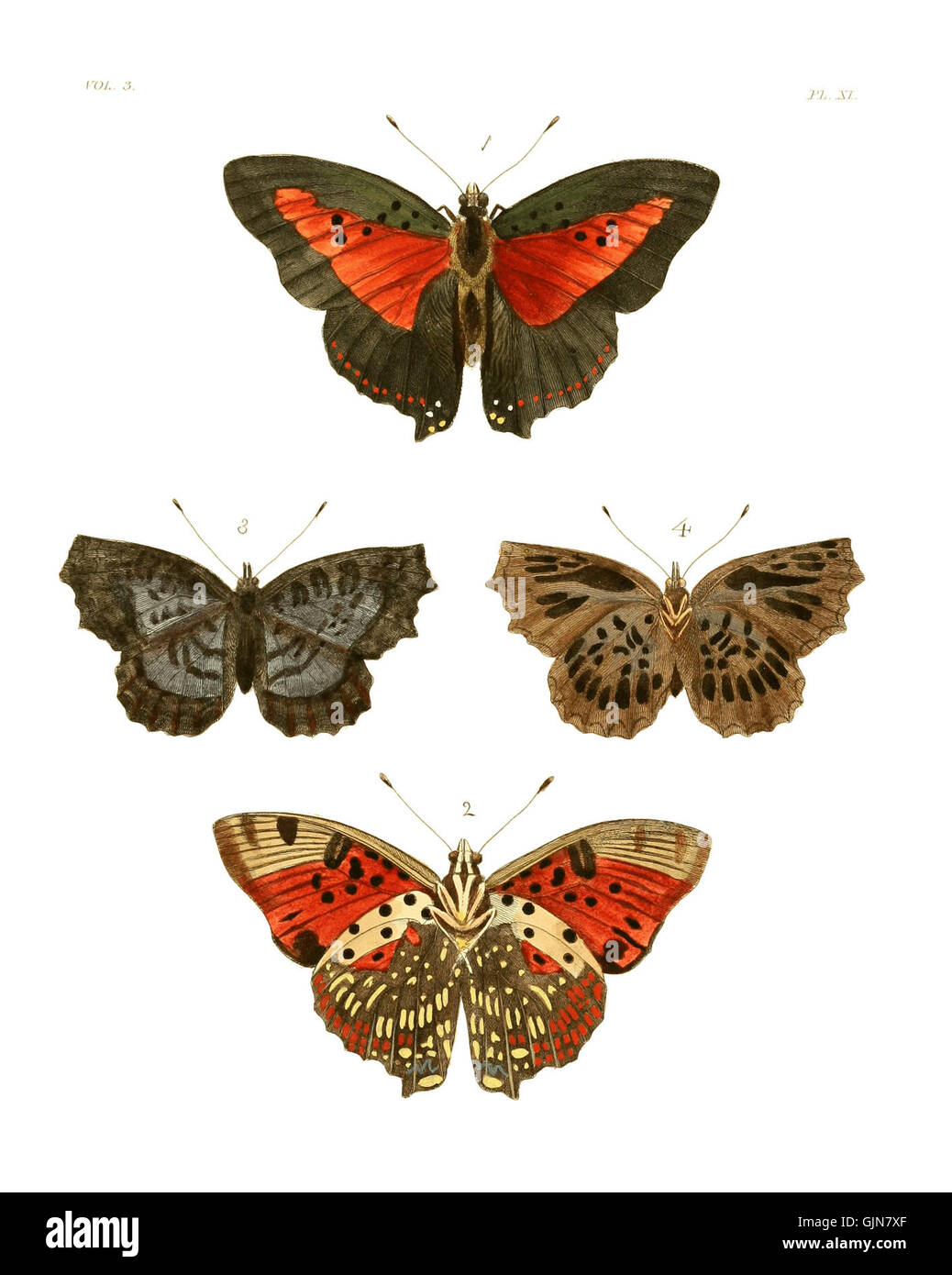 This illustration from the third volume of 'Illustrations of Exotic ...