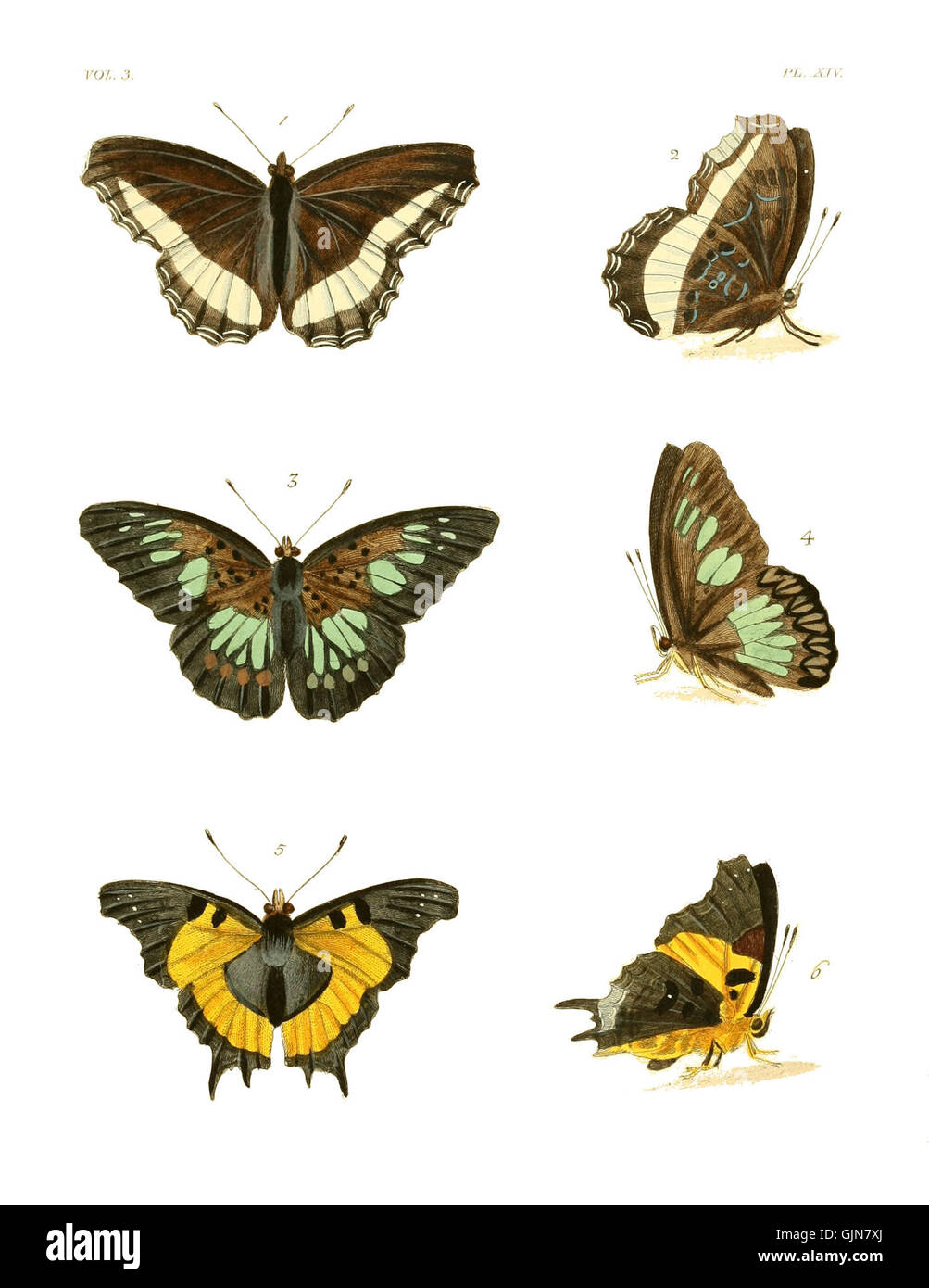 This refers to a volume of 'Illustrations of Exotic Entomology,' a ...