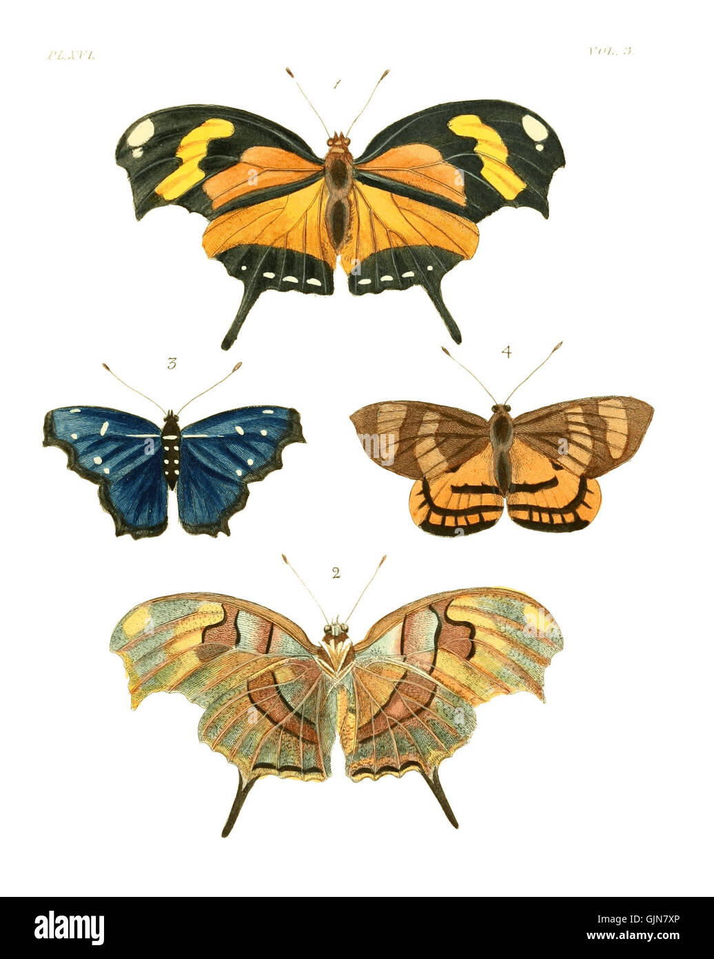 This is the third part of 'Illustrations of Exotic Entomology,' a work ...