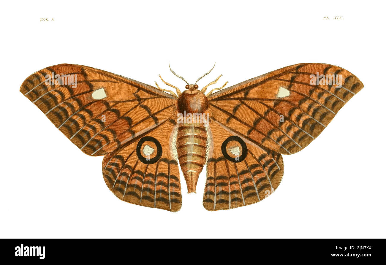 Illustrations of Exotic Entomology III (1983) is a collection of ...