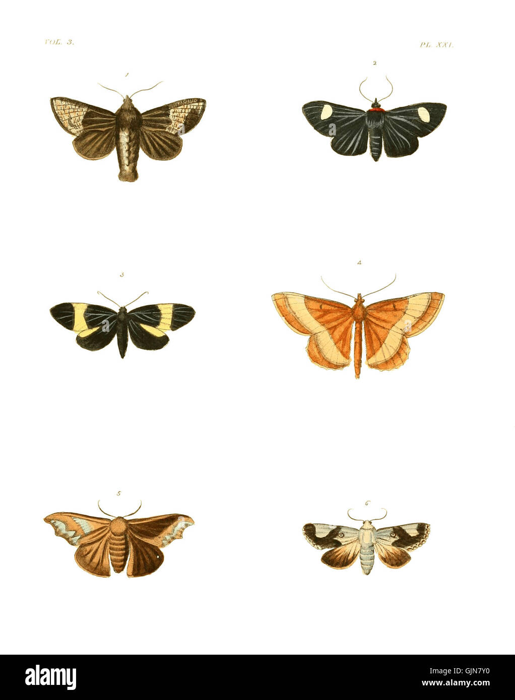 Illustrations depicting a variety of exotic insects, showcasing ...