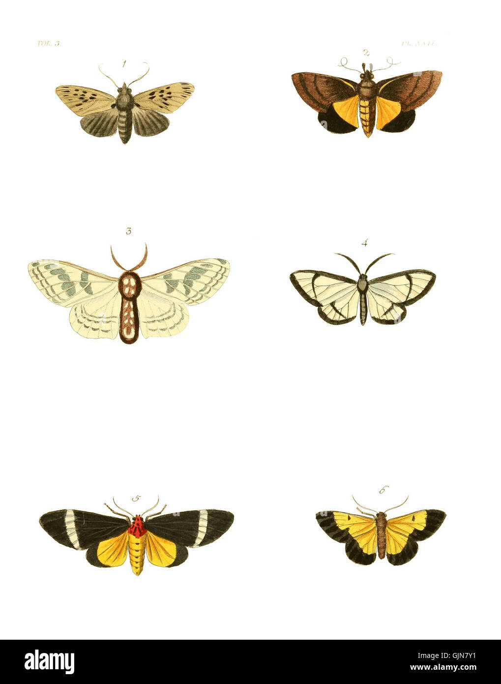 This illustration from 'Exotic Entomology III' showcases a variety of ...