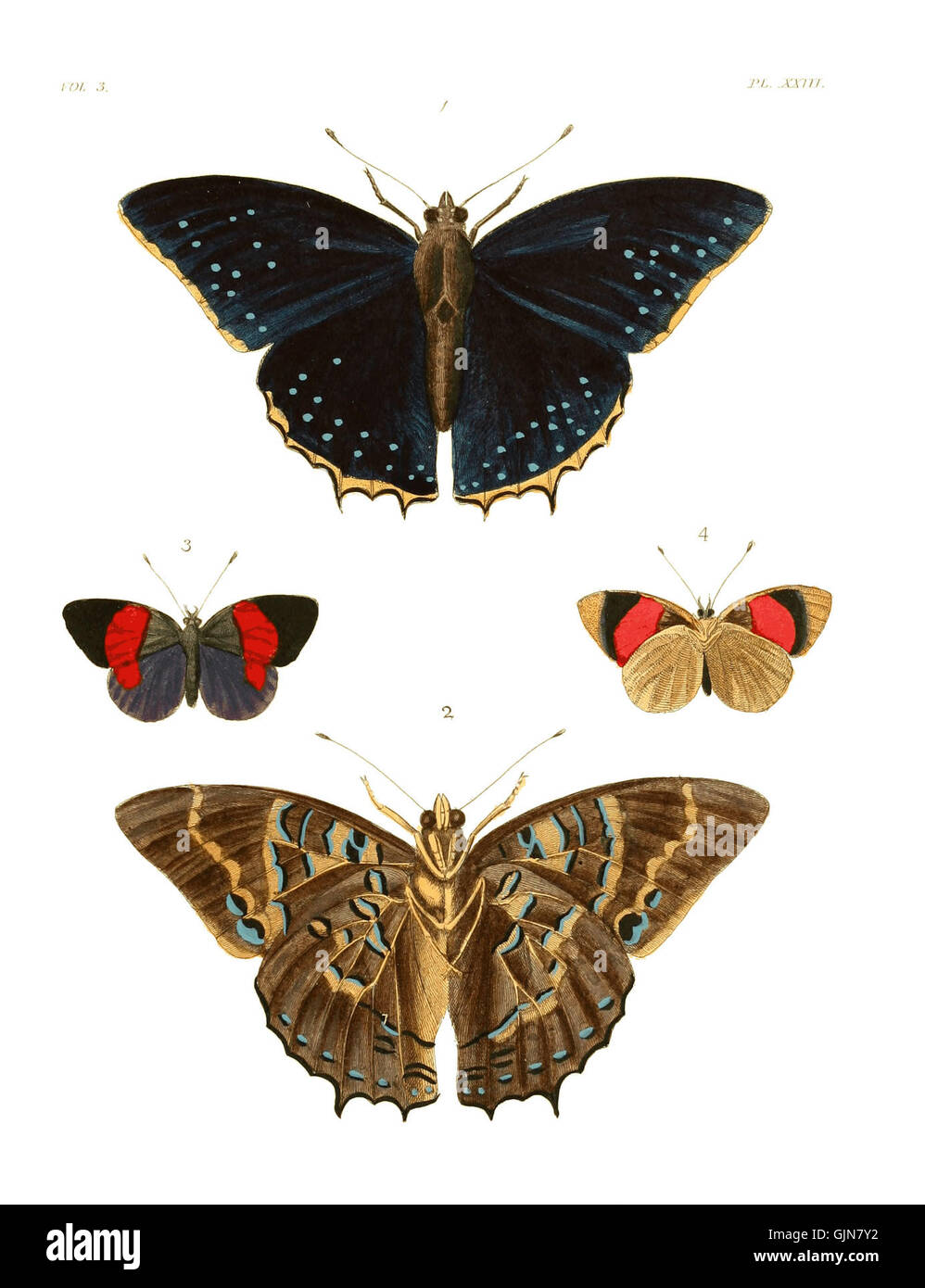 An illustration from 'Illustrations of Exotic Entomology III ...