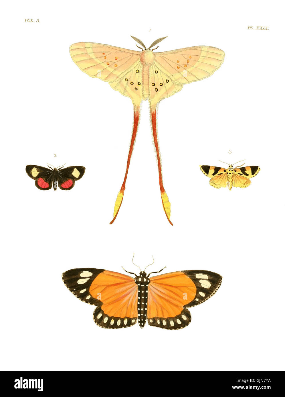 An illustration from 'Illustrations of Exotic Entomology III ...