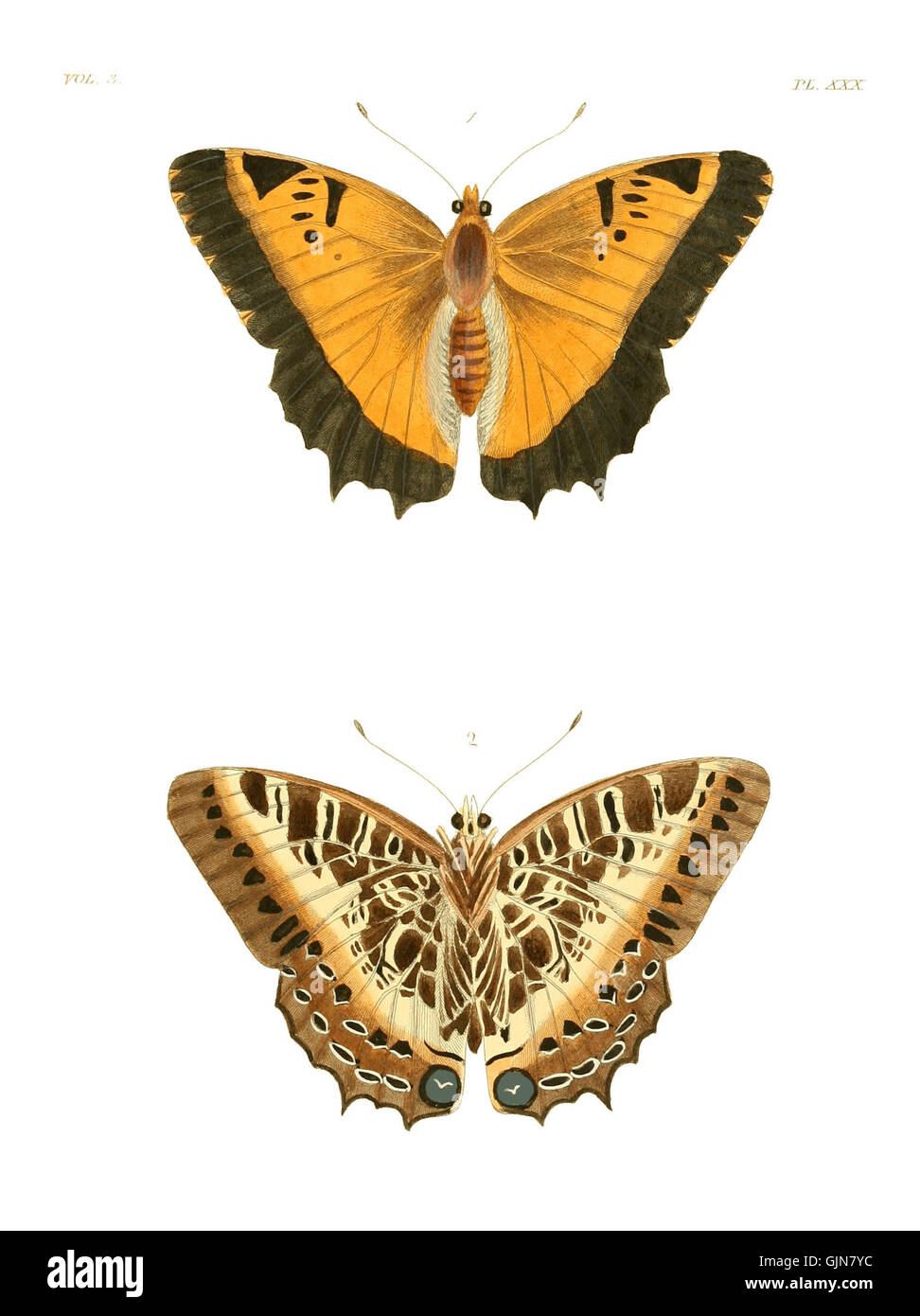 An illustration from 'Exotic Entomology III,' showcasing rare and ...