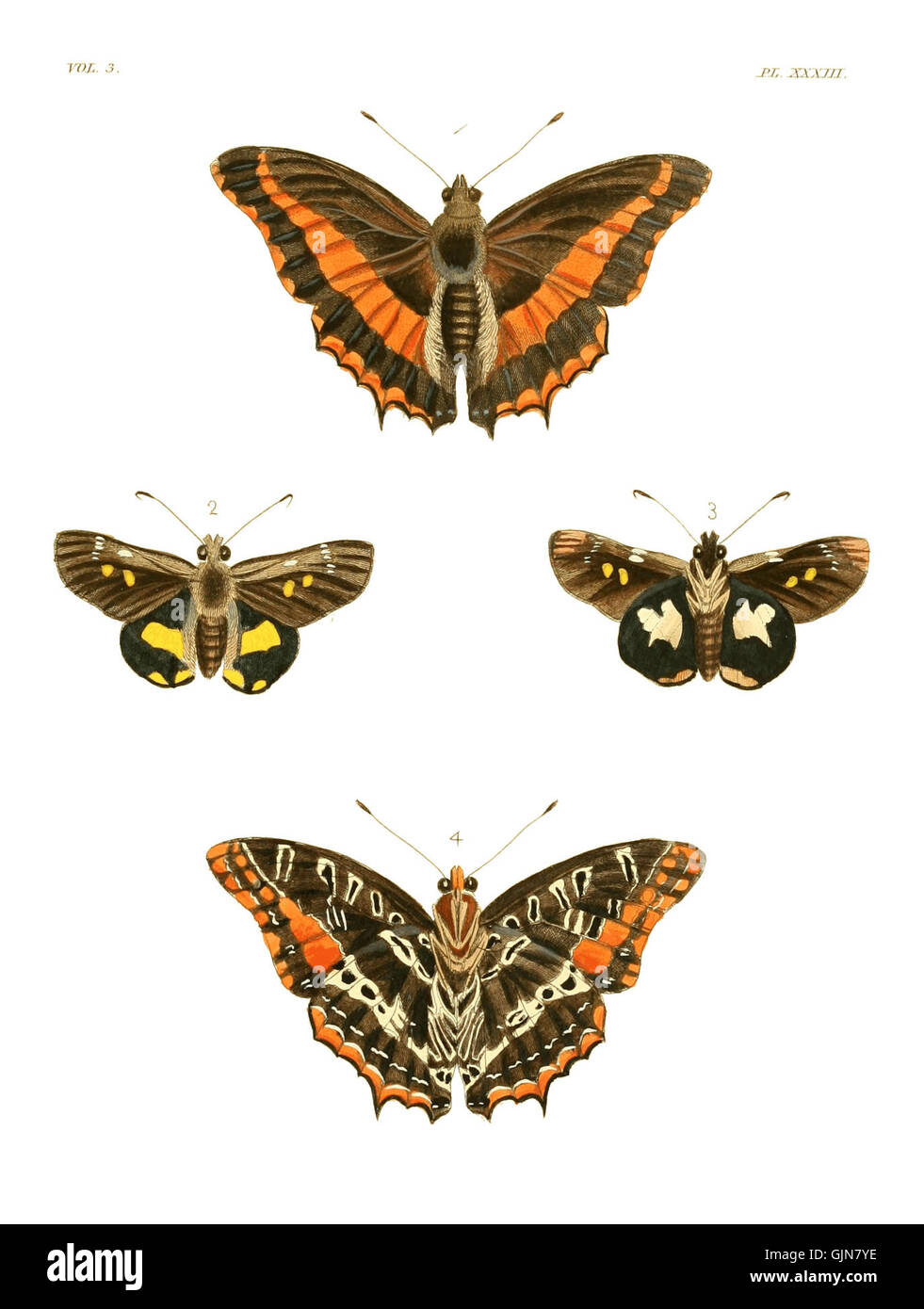 Illustrated insects Cut Out Stock Images & Pictures - Alamy