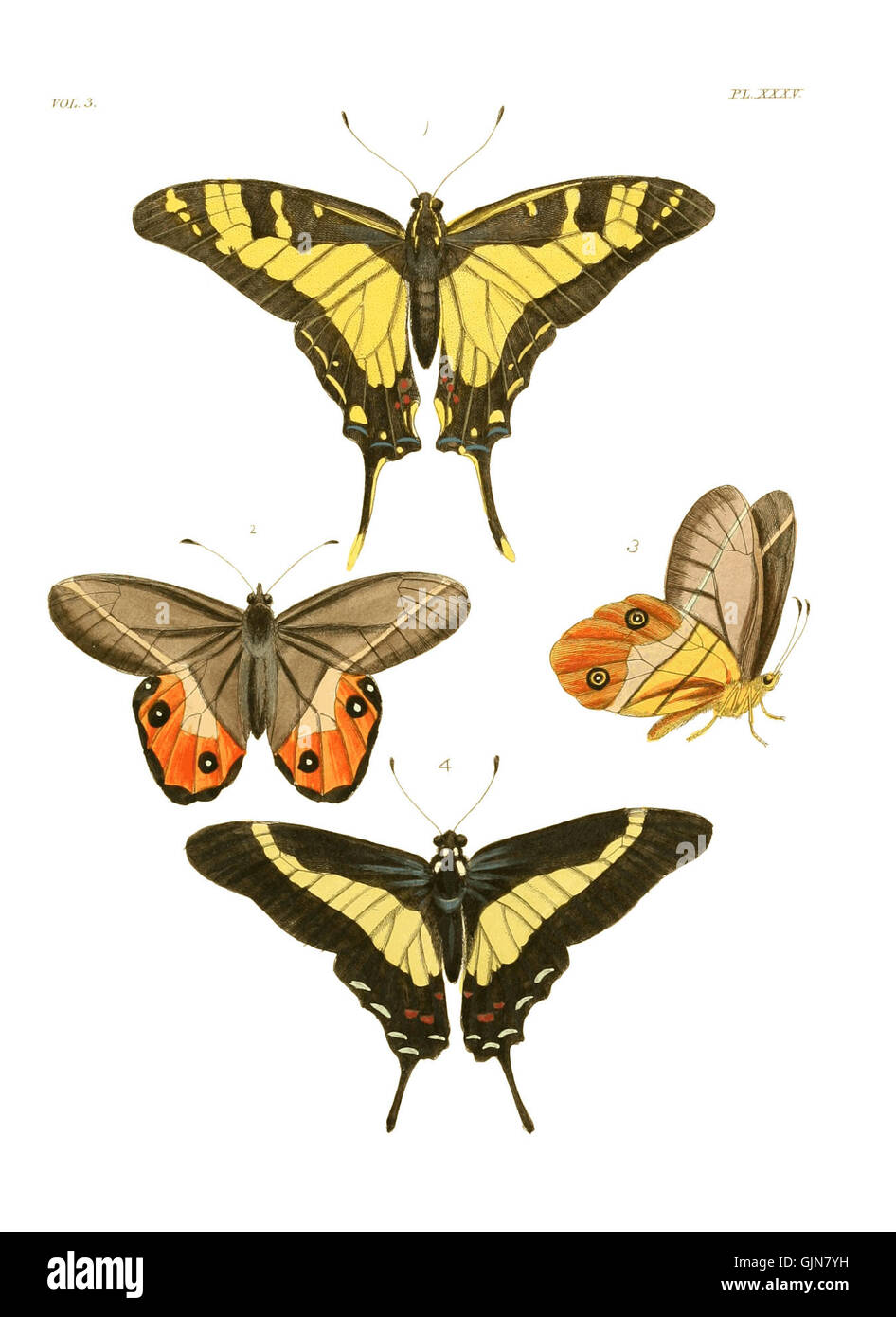 This page from *Illustrations of Exotic Entomology III* features ...