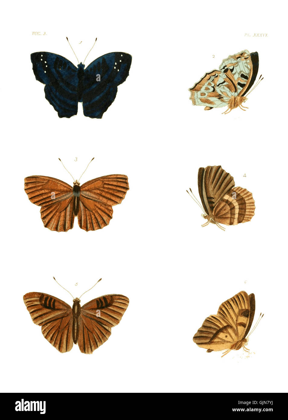 This illustration from 'Exotic Entomology III' offers detailed ...