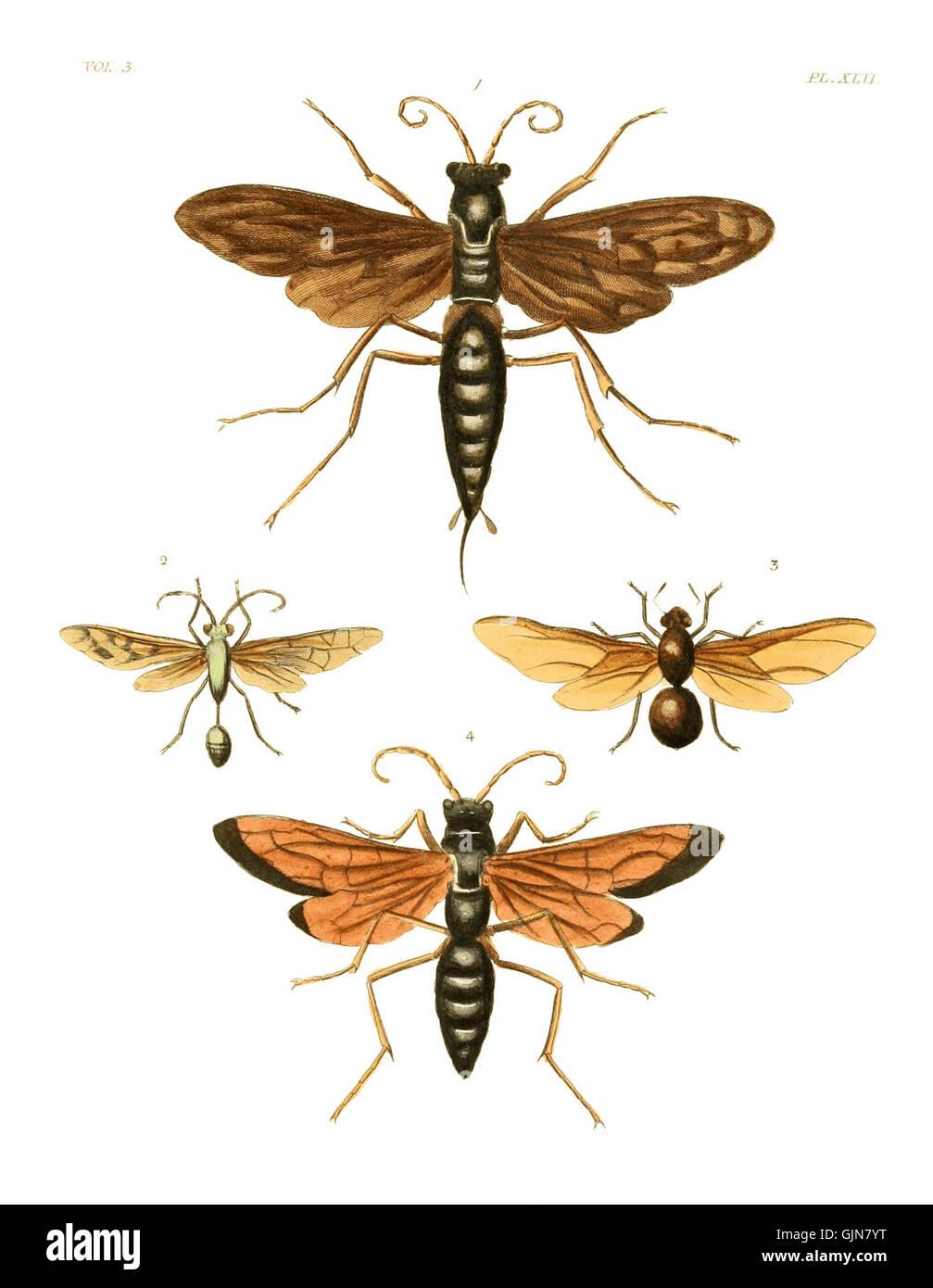 This illustration from 'Exotic Entomology' features a detailed ...