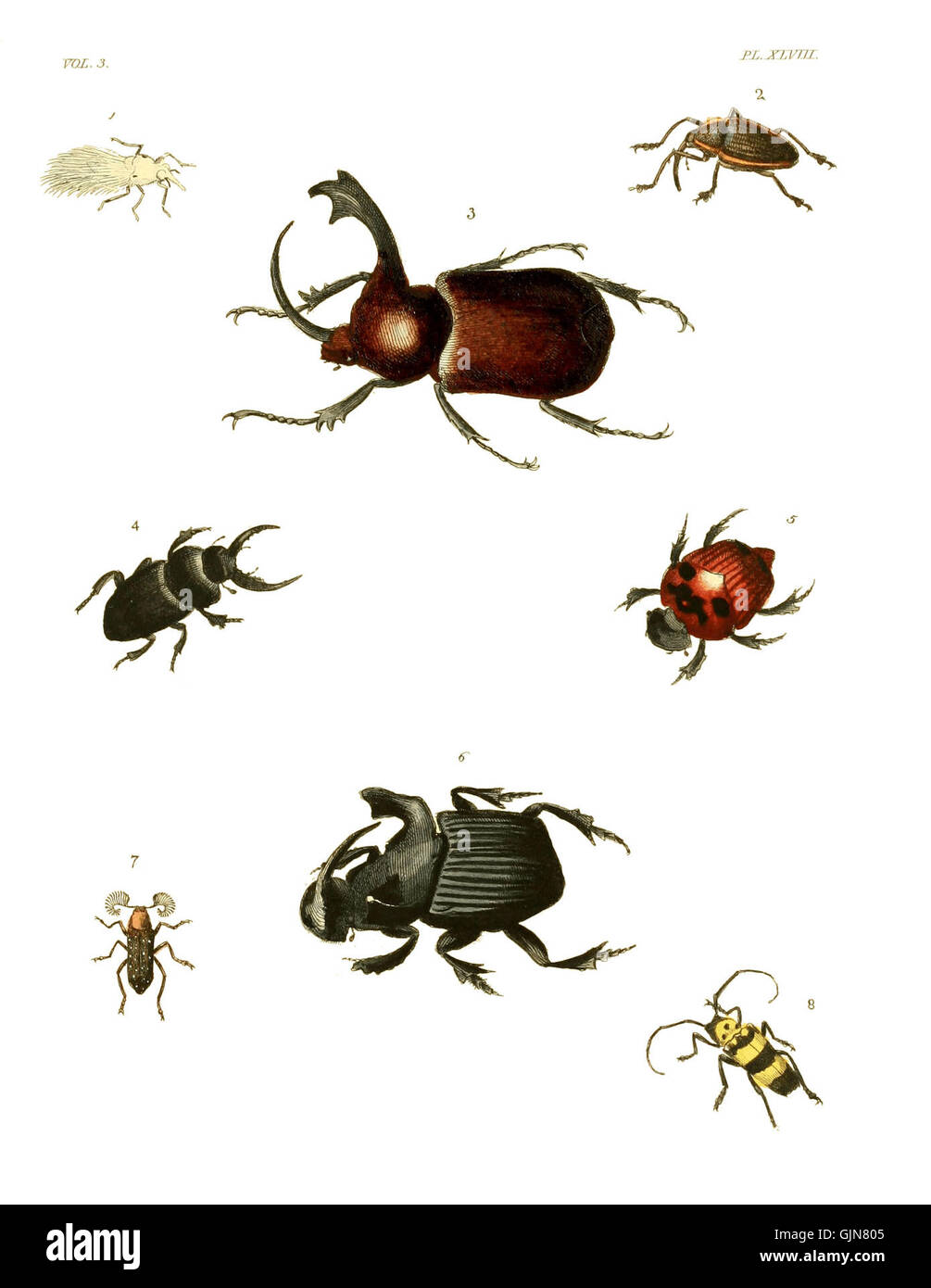 An illustration from the third volume of 'Illustrations of Exotic ...