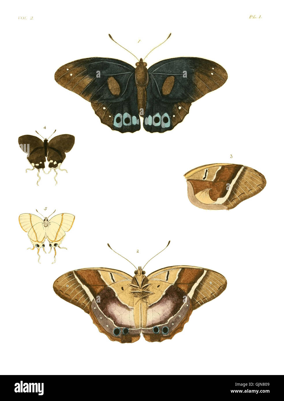 A plate or work from 'Illustrations of Exotic Entomology', showcasing ...