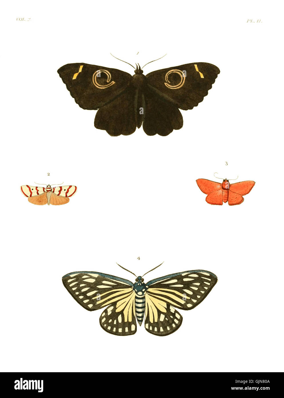 This illustration from *Exotic Entomology* depicts detailed images of ...