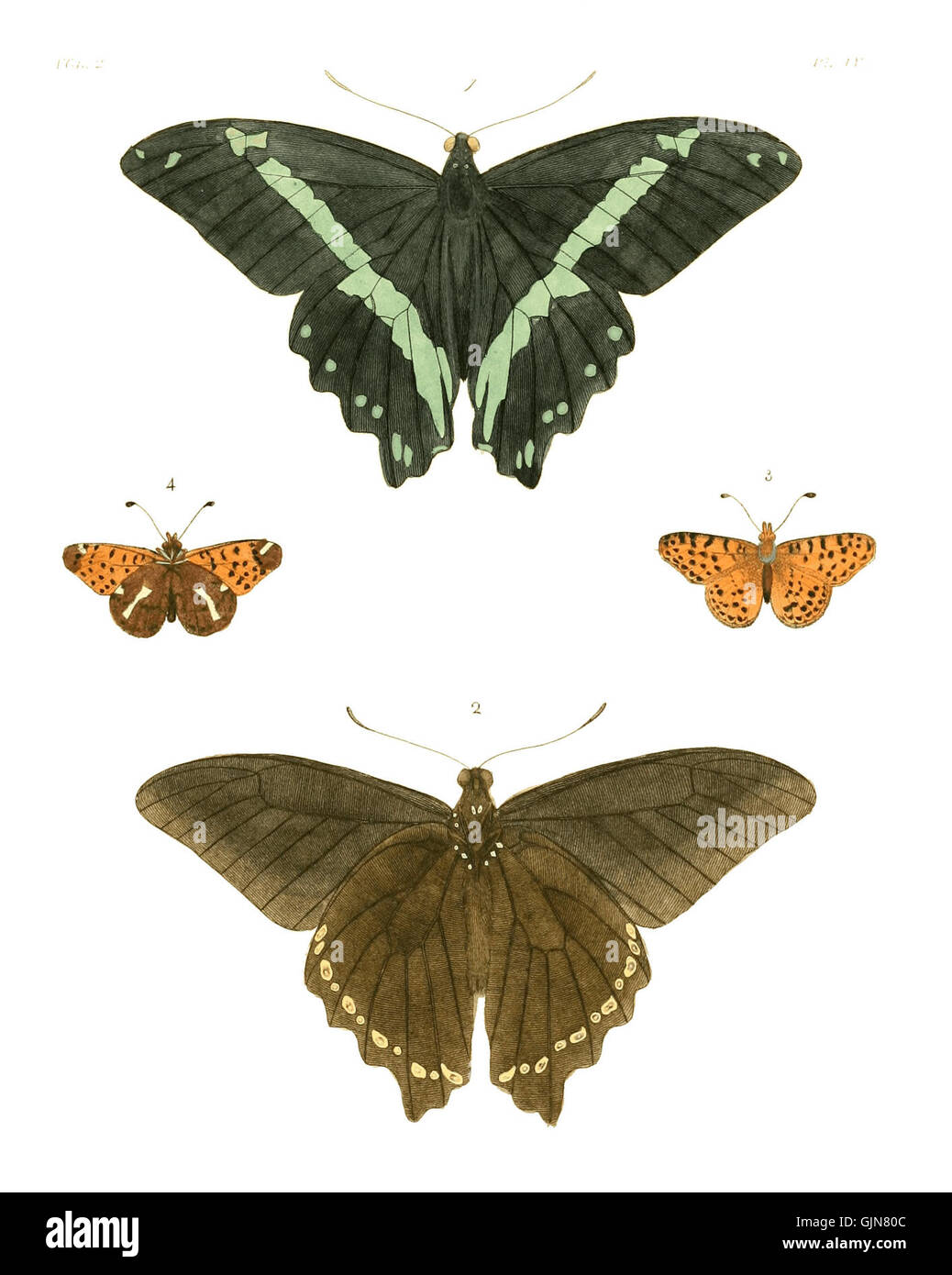 A detailed illustration from 'Exotic Entomology II,' showcasing various ...