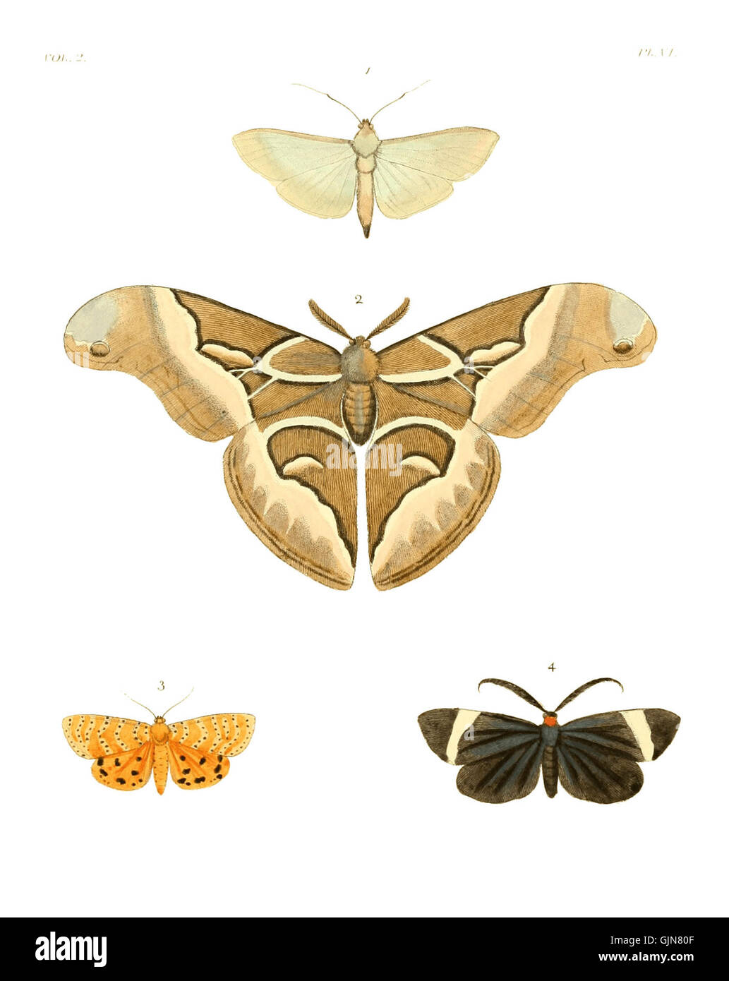 A detailed illustration from 'Exotic Entomology II,' showcasing various ...