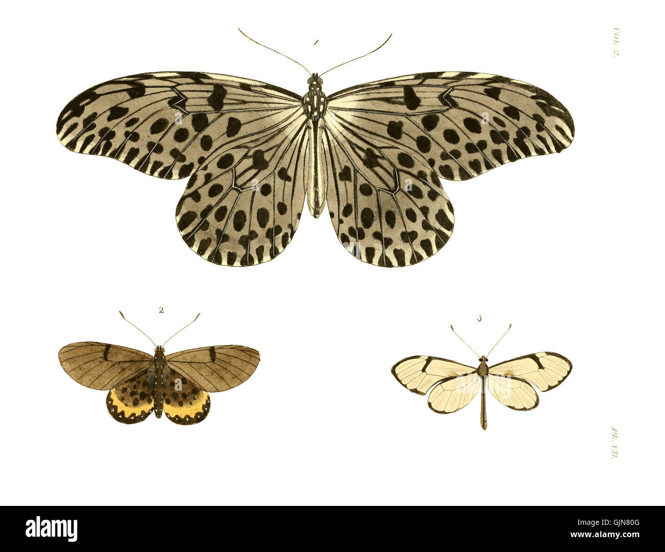 'Illustrations of Exotic Entomology II' presents detailed and vibrant ...